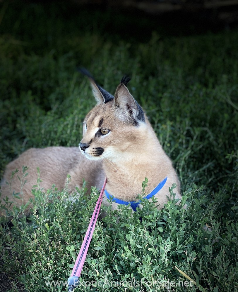 10 month male Caracal for Sale