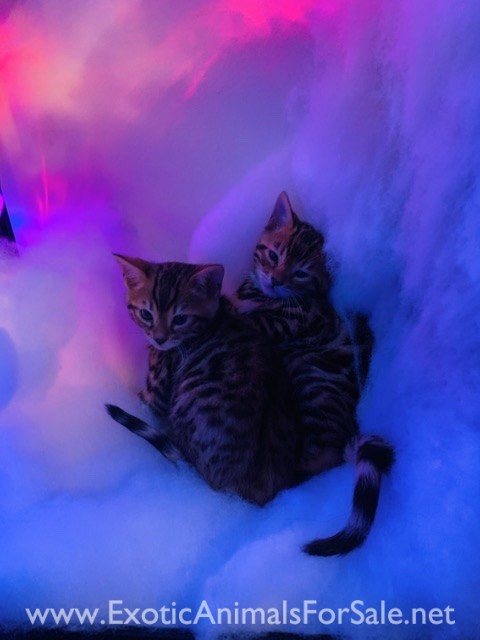 F4 Bengal Kittens for Sale
