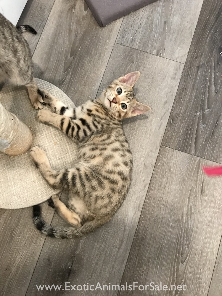 Bengal/ Savannah mix kitten for Sale