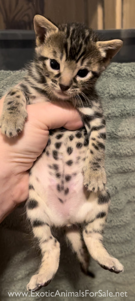 Bengal Kittens for Sale