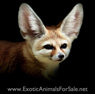 Fennec Fox Kits for Sale