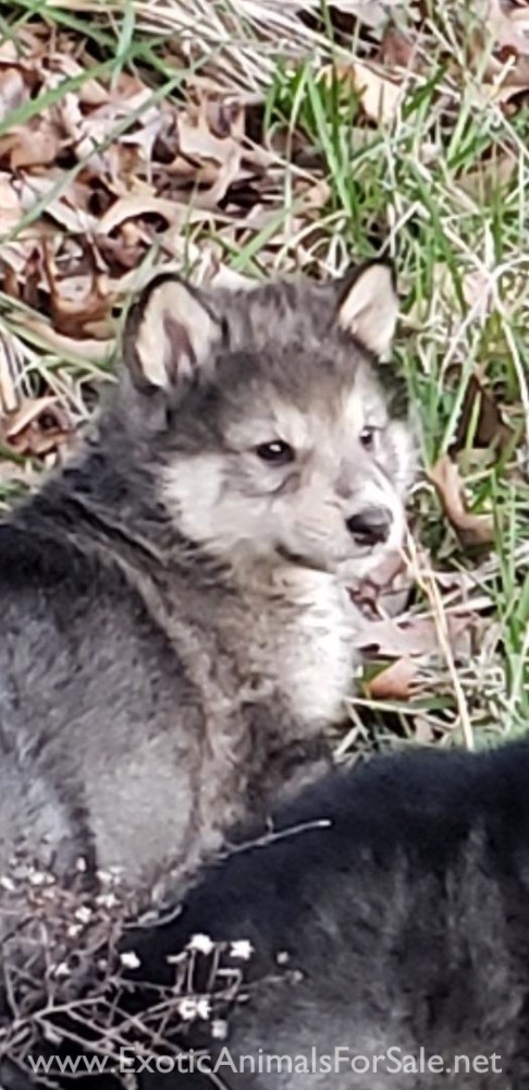 Wolf Hybrid Puppies for Sale