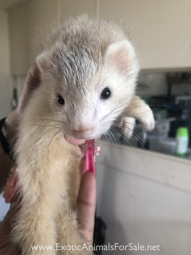 Ferret Kits for Sale