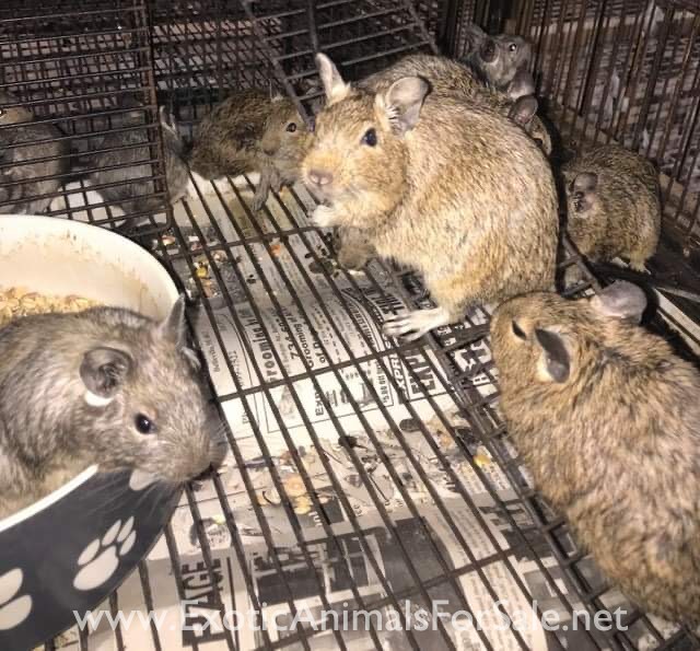Proven breeding colony of Blue & Brown Degus for Sale