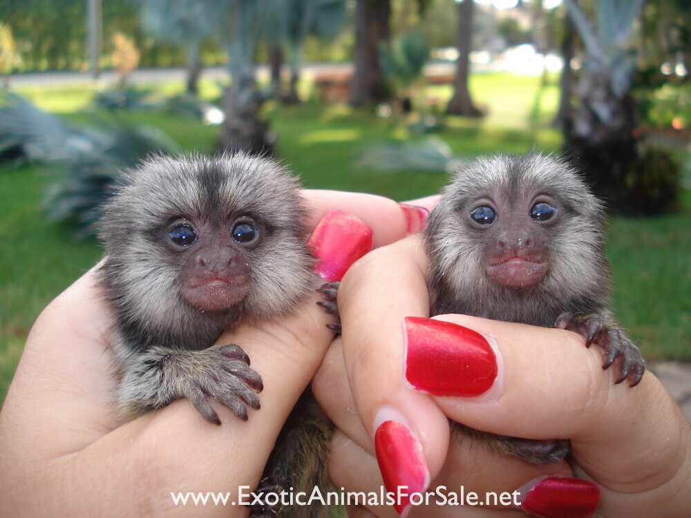 Marmosets For Sale