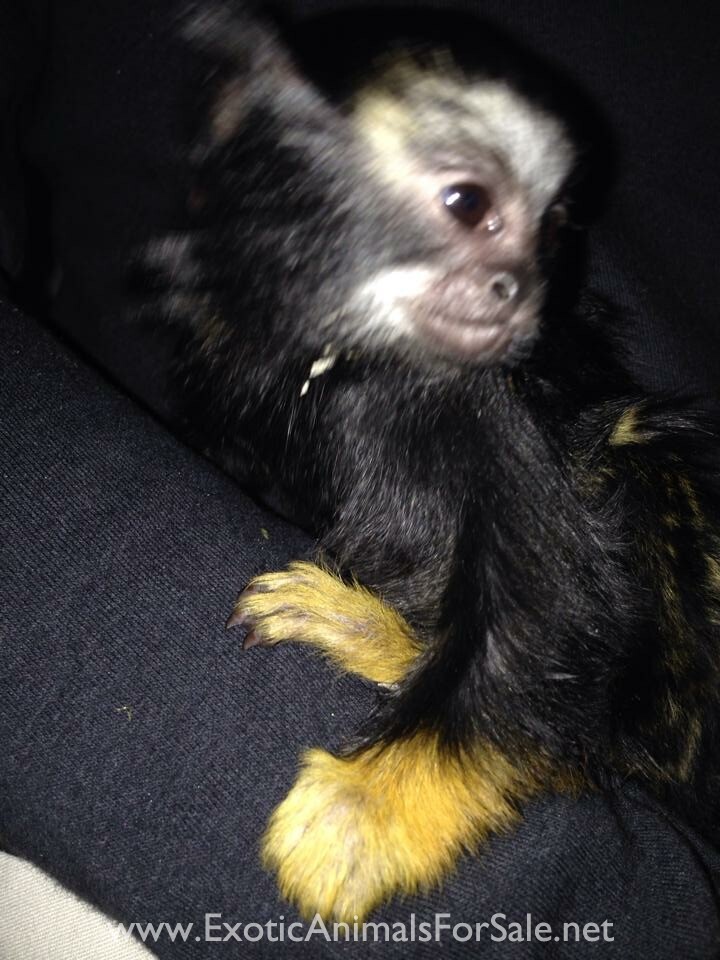 BABY RED HANDED TAMARIN AVAILABLE !!! DELIVERY, ADVANCED TRAINING ...