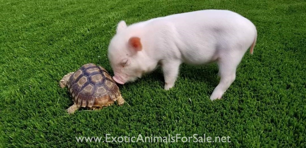 BABY MINI PIGS FOR SALE !!! SMAALL , HEALTHY AND READY TO GO !! for Sale