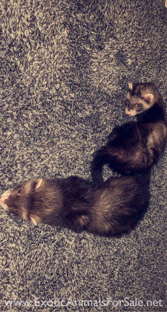 2 ferrets brothers slink and turp for Sale