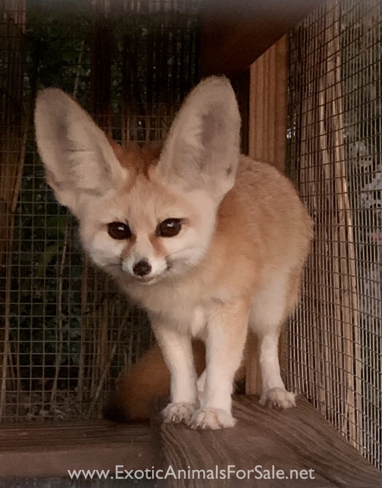 Female Fennec Fox for Sale