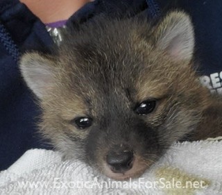 Fox pups for Sale
