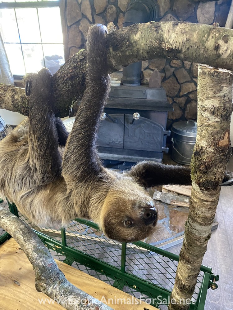 Young female sloth for Sale