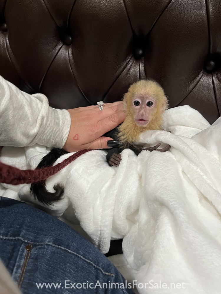 Capuchin Baby for Sale