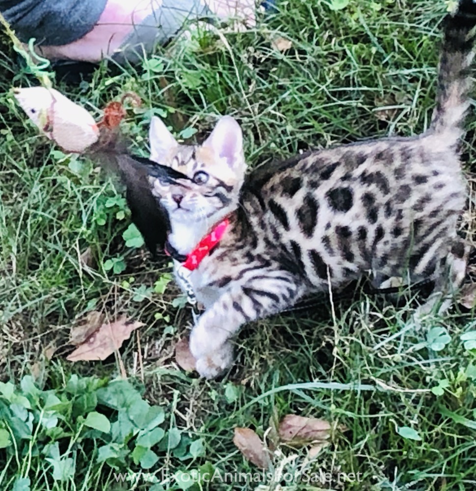 Stunning Purebred F1 Bengal Kittens Available Now for Sale