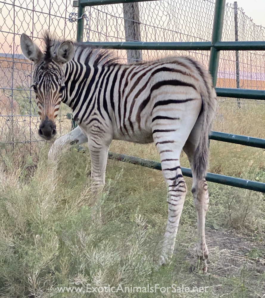 5 week old Zebra Colt for Sale