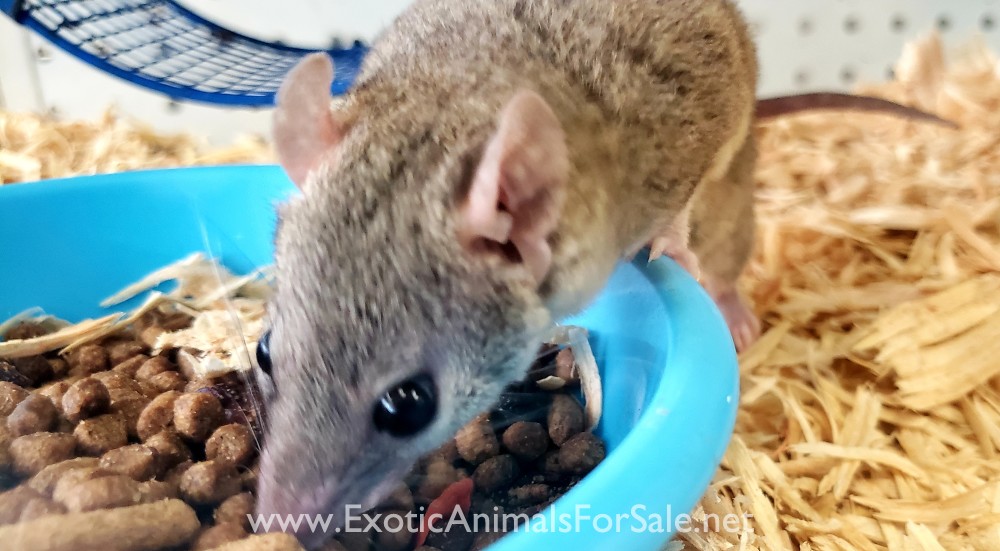 Brazilian Short Tail Opossum (Financing Available) for Sale