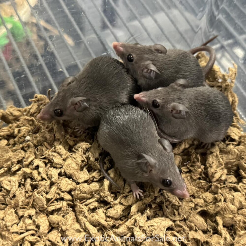 Tiny Tails Mousery Profile