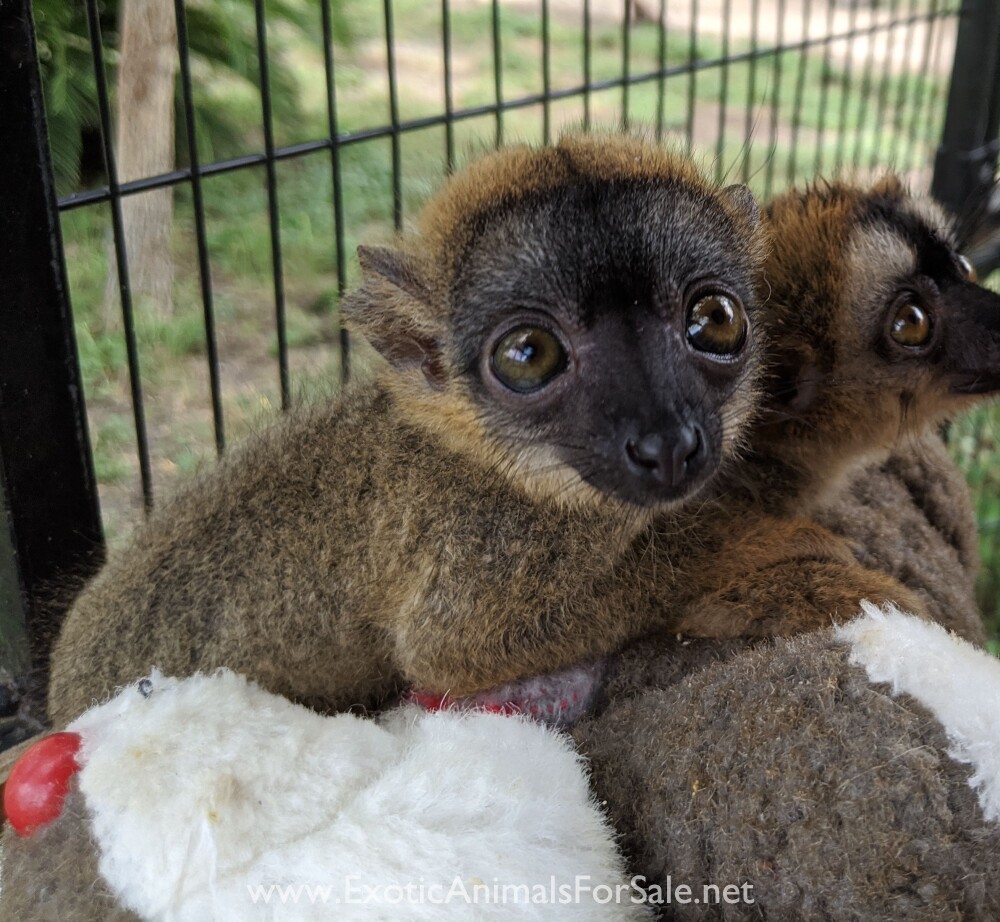 Lemurs For Sale