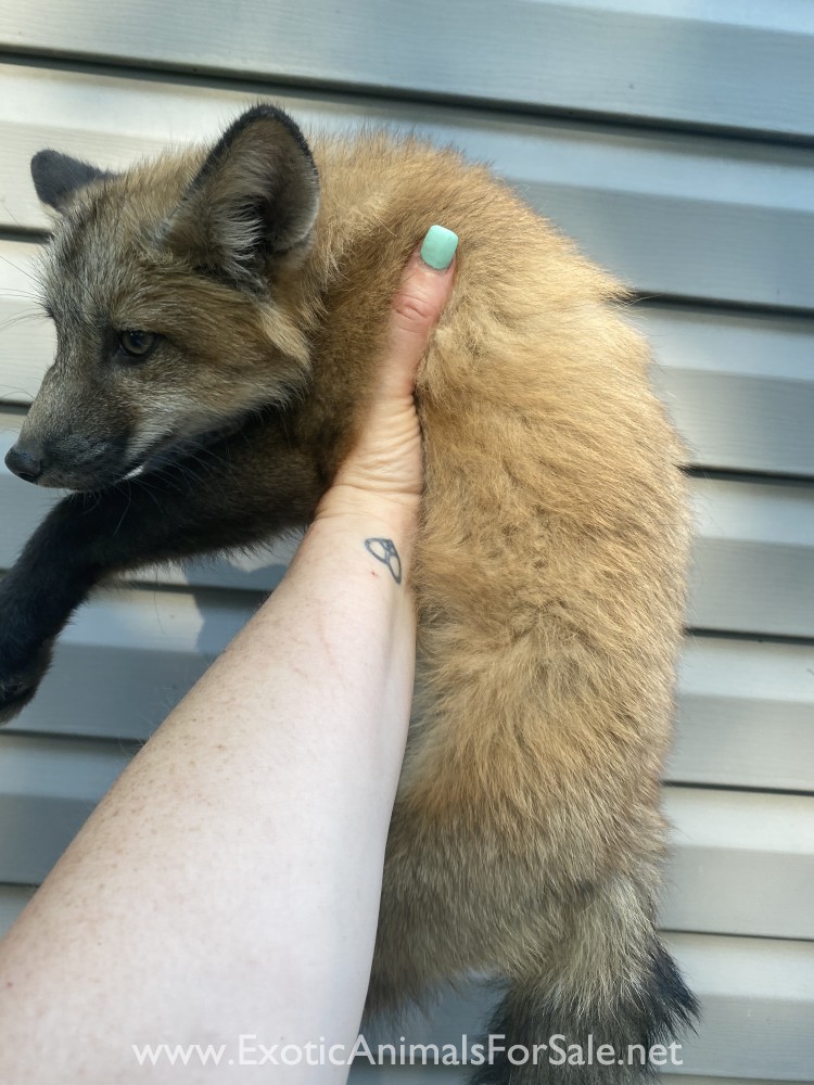 Female Red Fox Kit for Sale
