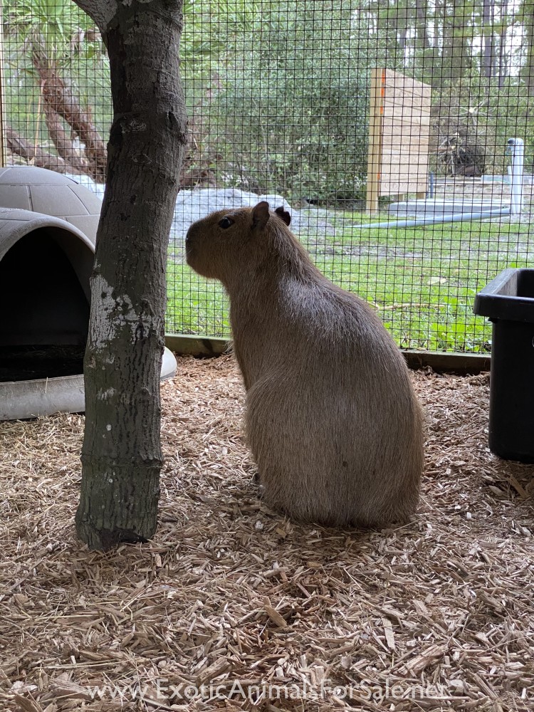 Female Capybara for Sale