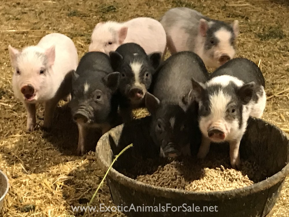 Exotic Animals in the Pacific NorthWest