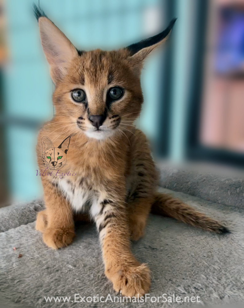 Serval Caracal Hybrid - Caraval for Sale