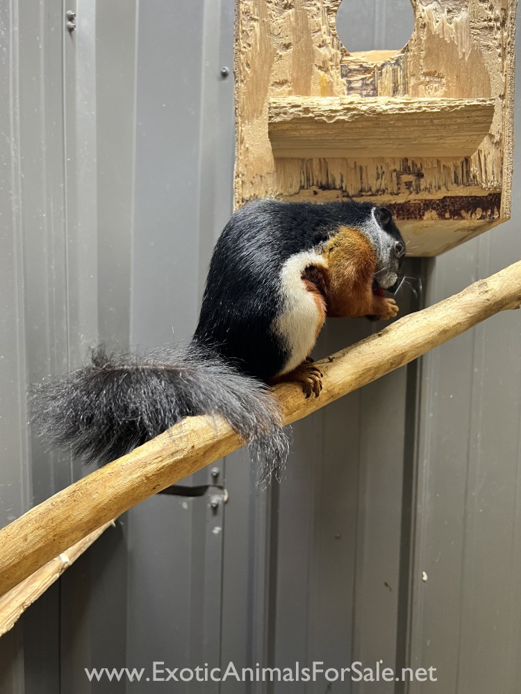 Prevost squirrel for Sale