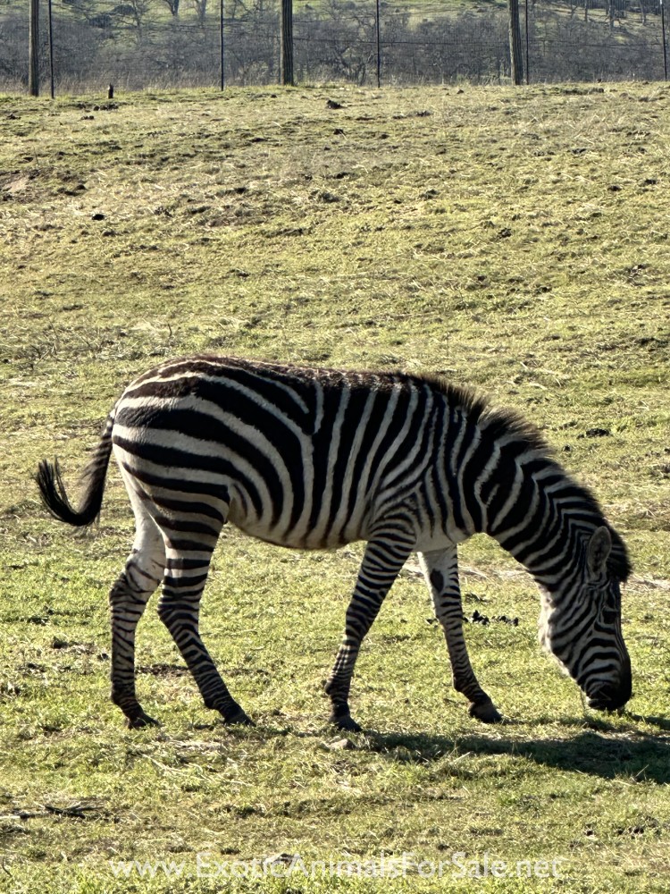 Grant zebra stallions for Sale