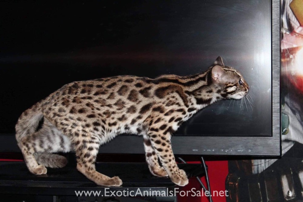 F1 bengal female for Sale