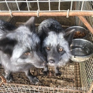 Pearl fox pups for Sale