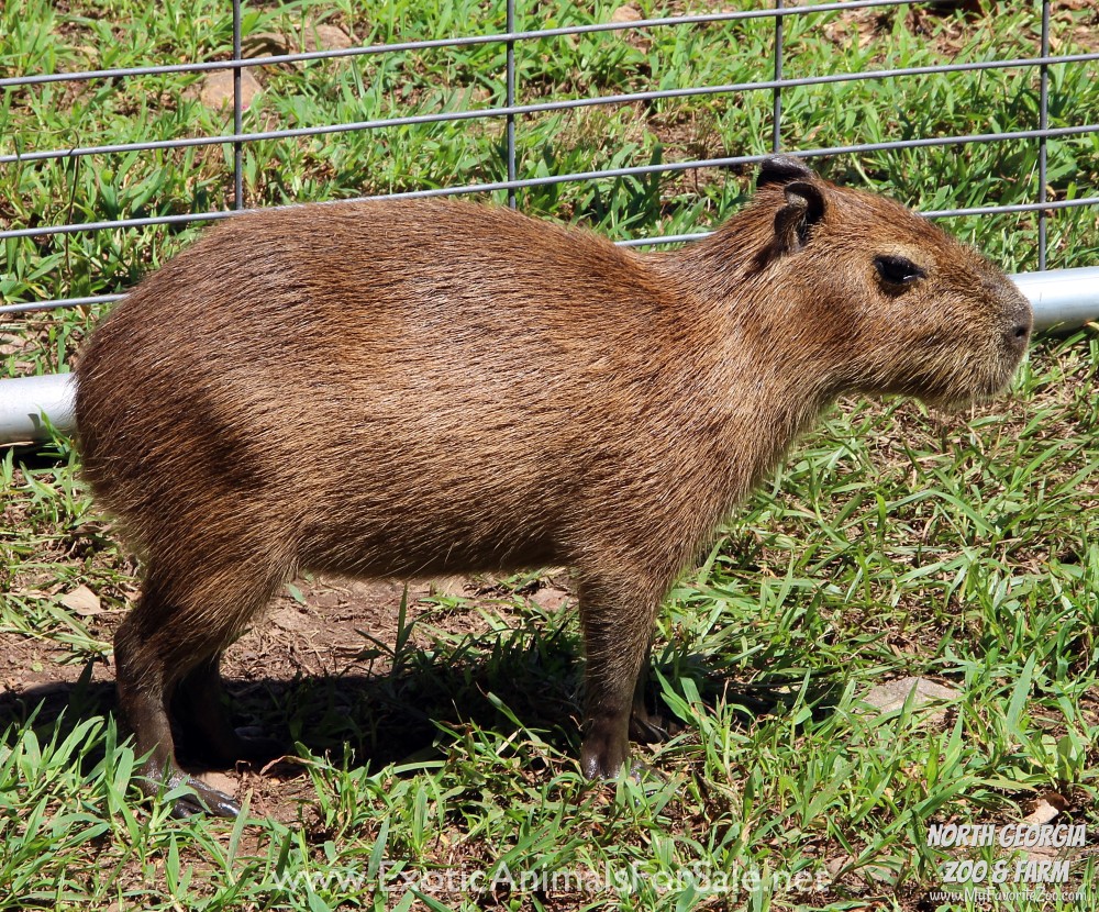 Male Capybara for Sale