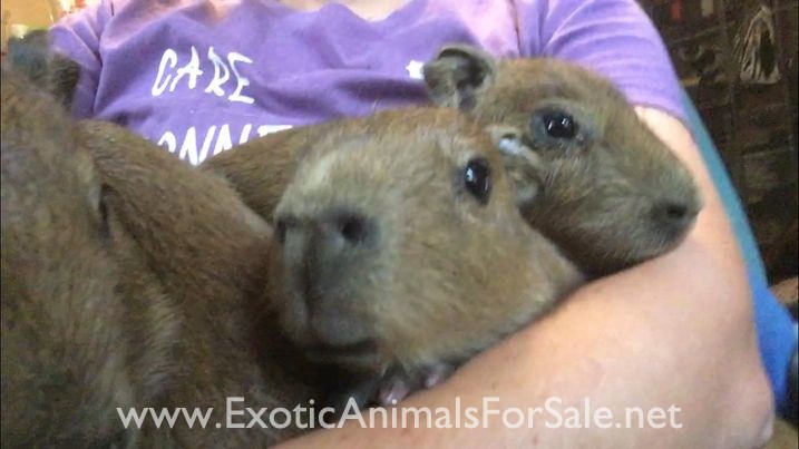 Capybara Babies for Sale