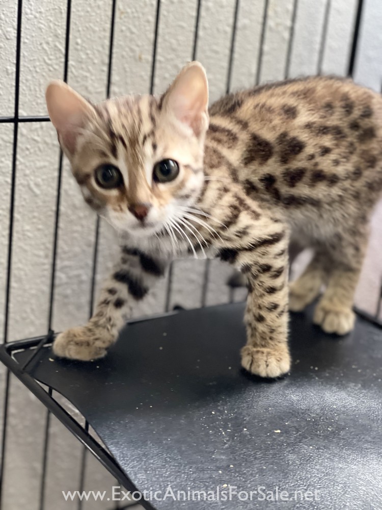 F1 bengal male for Sale