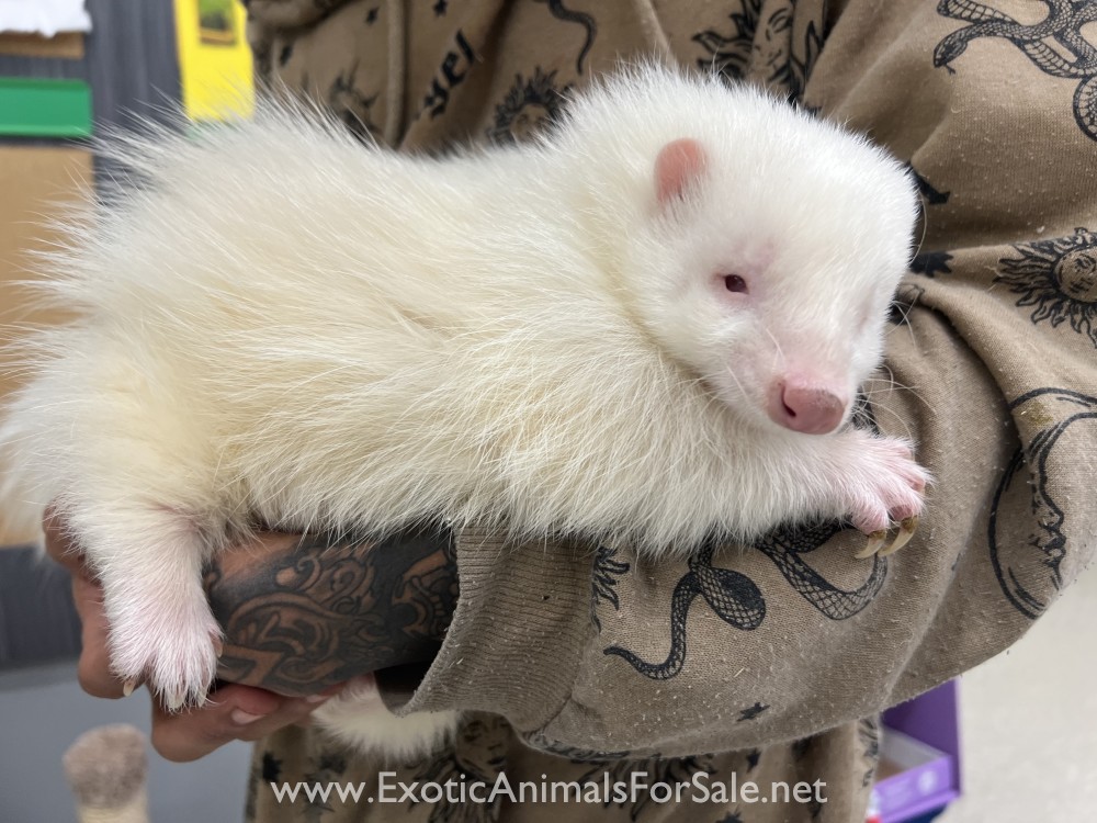 Skunk Kits for Sale