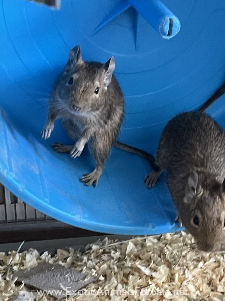 Degu for Sale