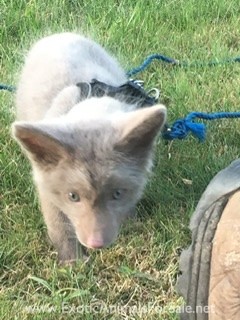 Fox pups ready May 6 th for Sale