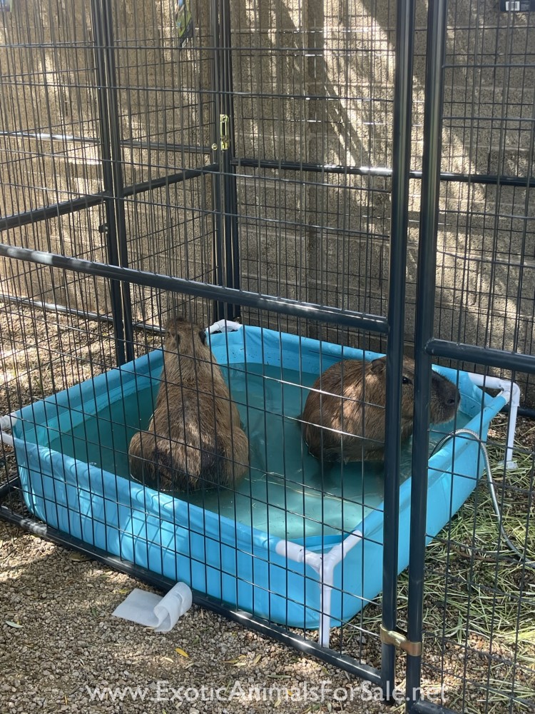 Capybaras Mated Pair, Super Friendly! for Sale