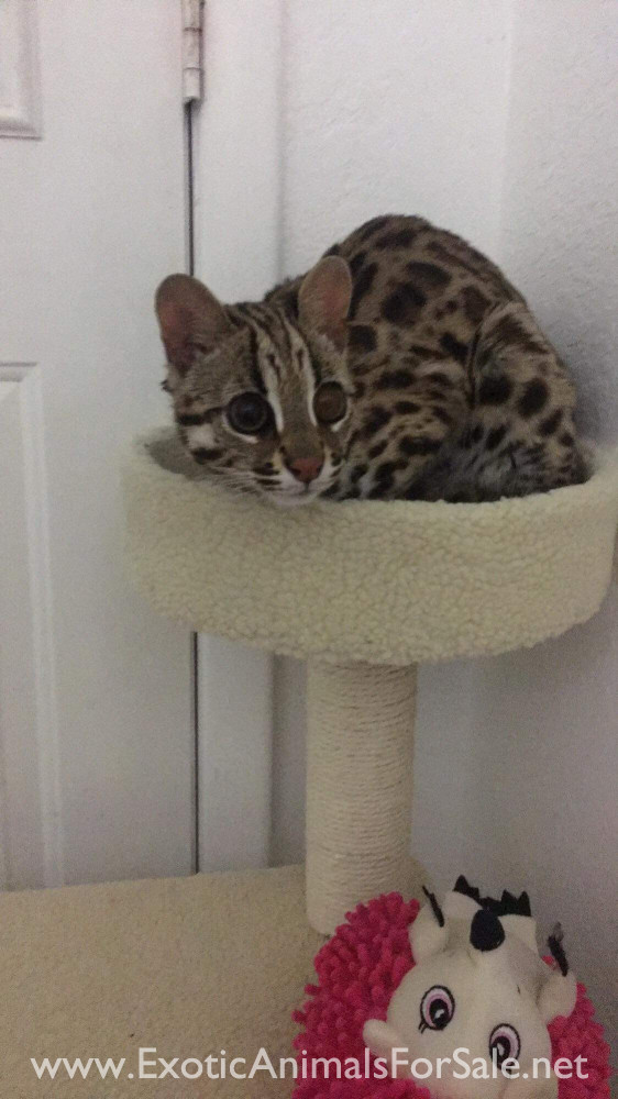 Asian leopard cat hybrids for Sale