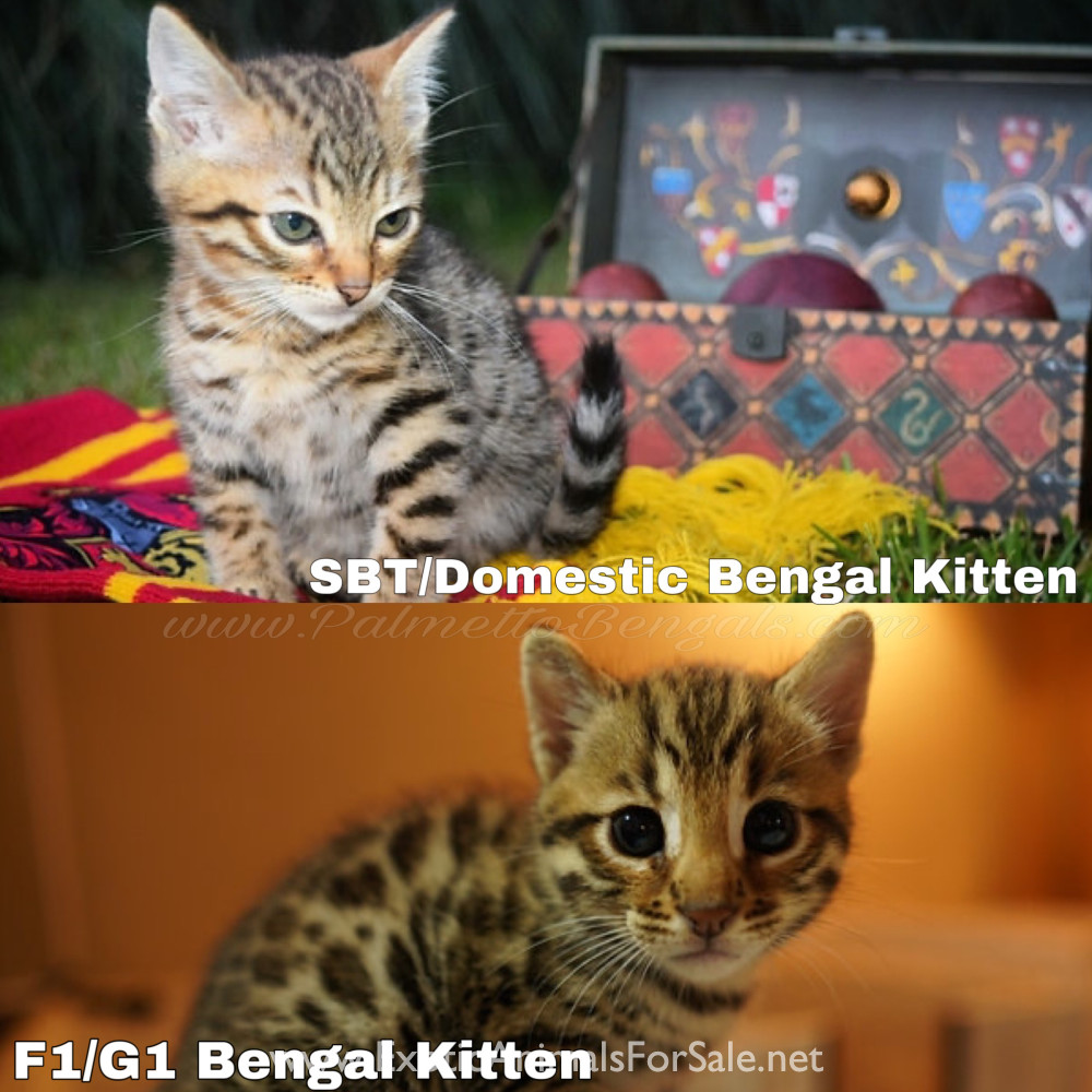 F1 Bengal Kittens for Sale