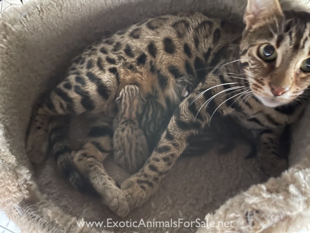 F1 bengal kittens 75% Asian leopard cats for Sale