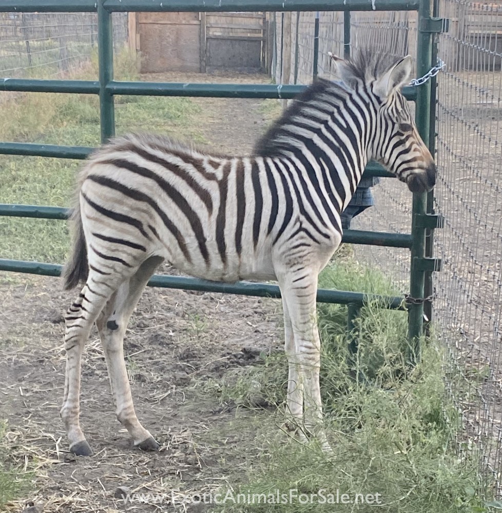 5 week old Zebra Colt for Sale