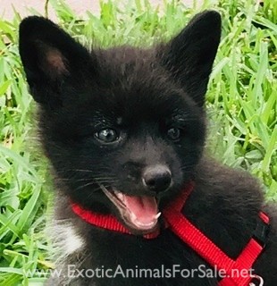 Silver fox pups for Sale