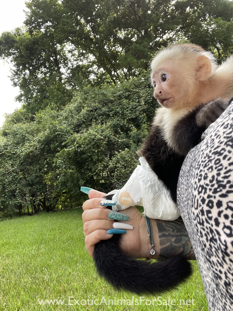 Capuchin monkey baby for Sale