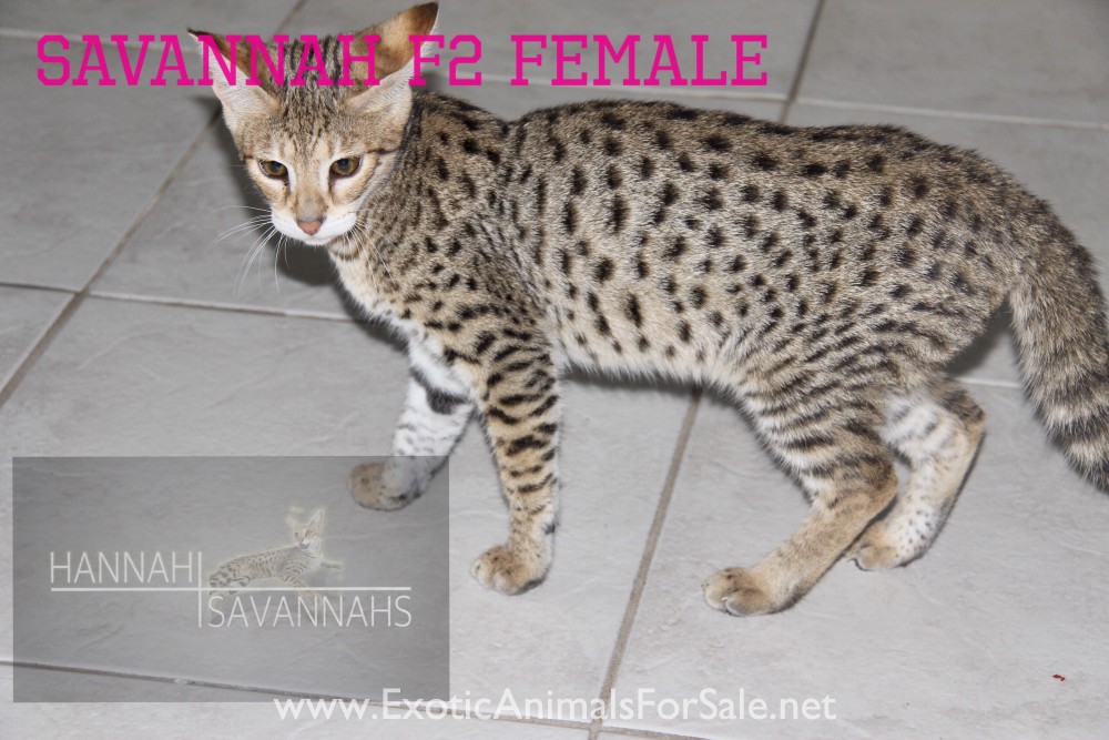Savannah F2 for Sale