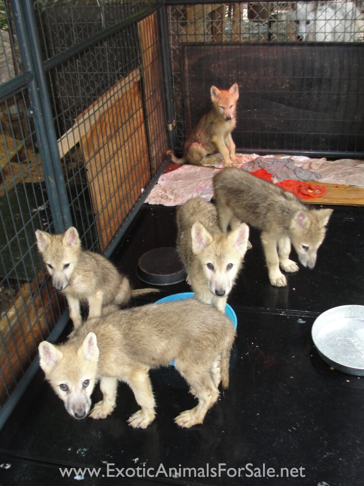 RARE WHITE ARCTIC WOLFDOG PUPPIES for Sale