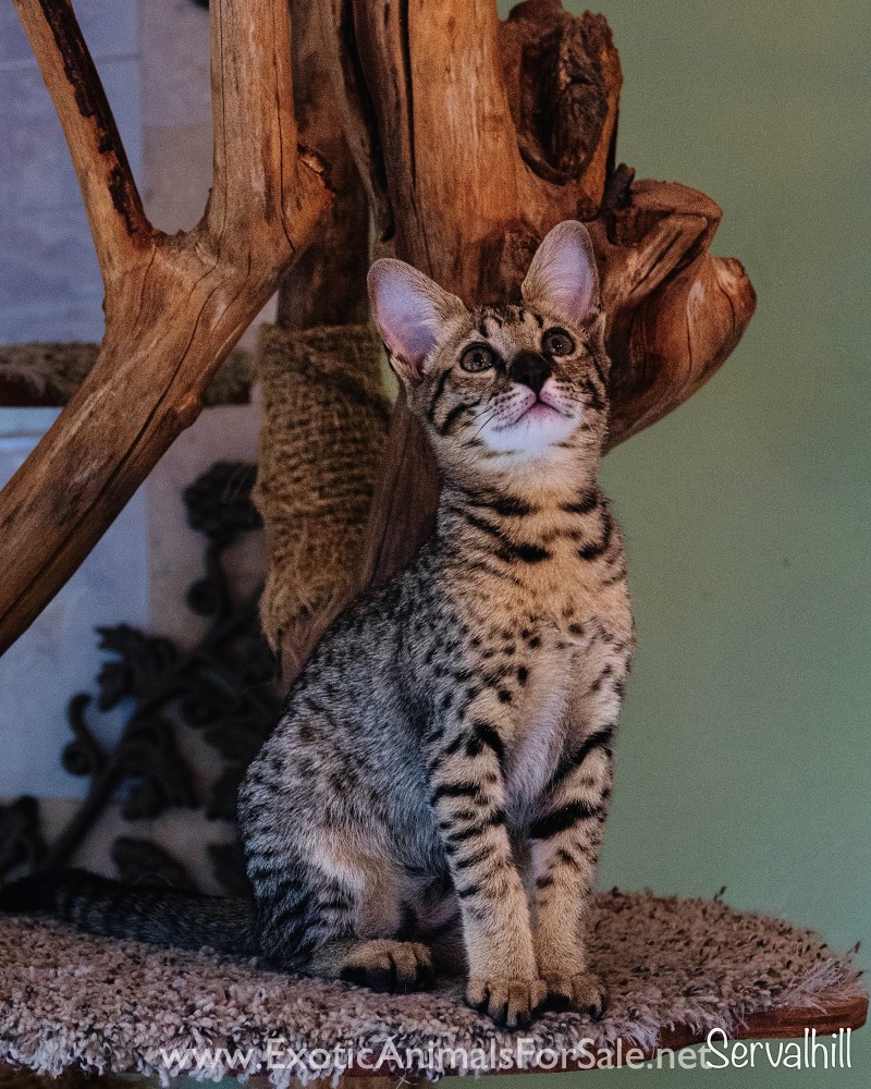 F4sbt Savannah Female for Sale