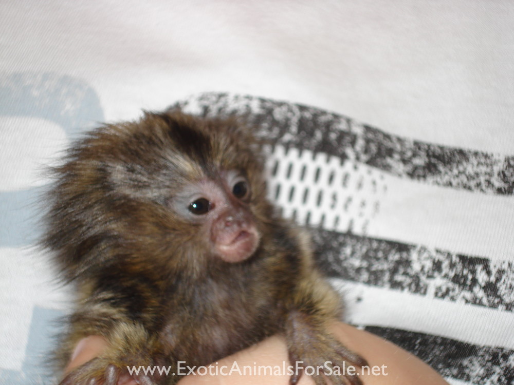 POCKET MONKEY, AKA FINGER MONKEY. MARMOSET FOR SALE. LARGEST BREEDER ...