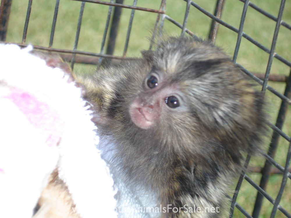 POCKET MONKEY, AKA FINGER MONKEY. MARMOSET FOR SALE. LARGEST BREEDER ...