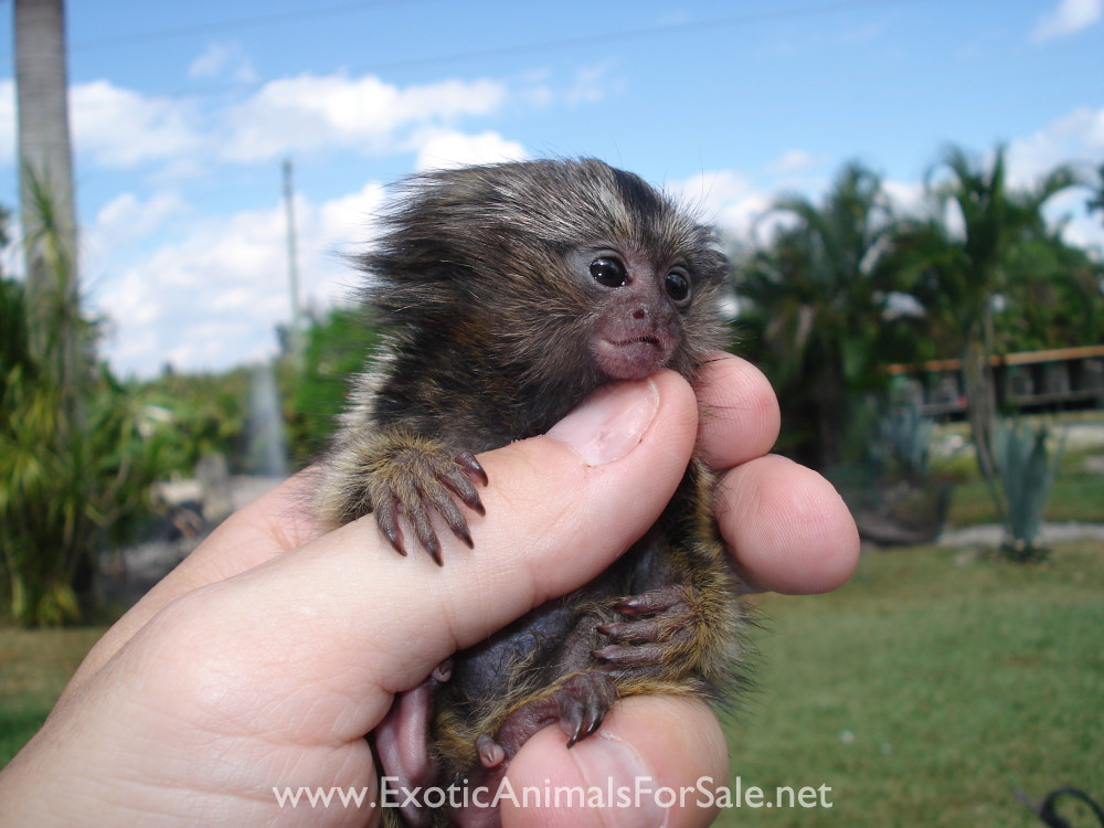 MARMOSET FOR SALE, POCKET MONKEY, AKA FINGER MONKEY. FINANCING ...