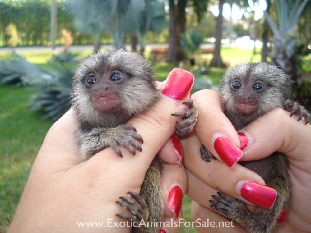 MARMOSET FOR SALE, POCKET MONKEY, AKA FINGER MONKEY. FINANCING ...