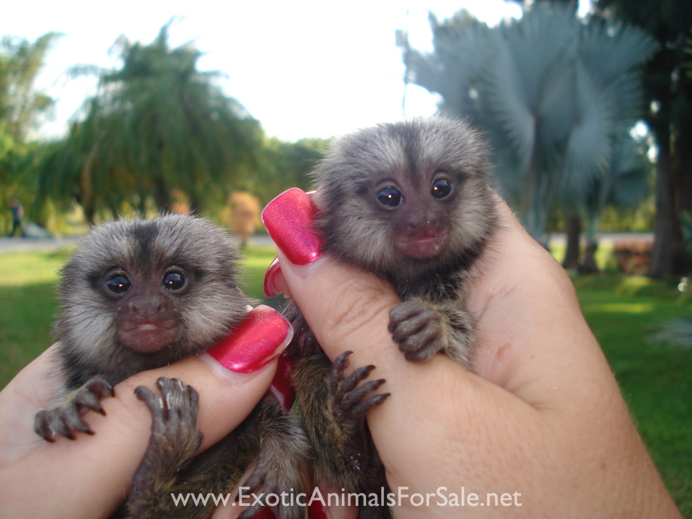 BABY MARMOSETS (AKA POCKET MONKEY AVAILABLE !!) FINANCING AVAILABLE ...